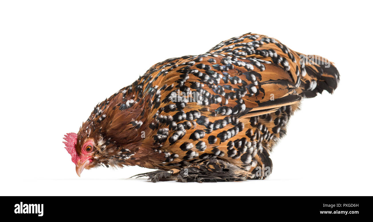 Duccle chicken hi-res stock photography and images - Alamy