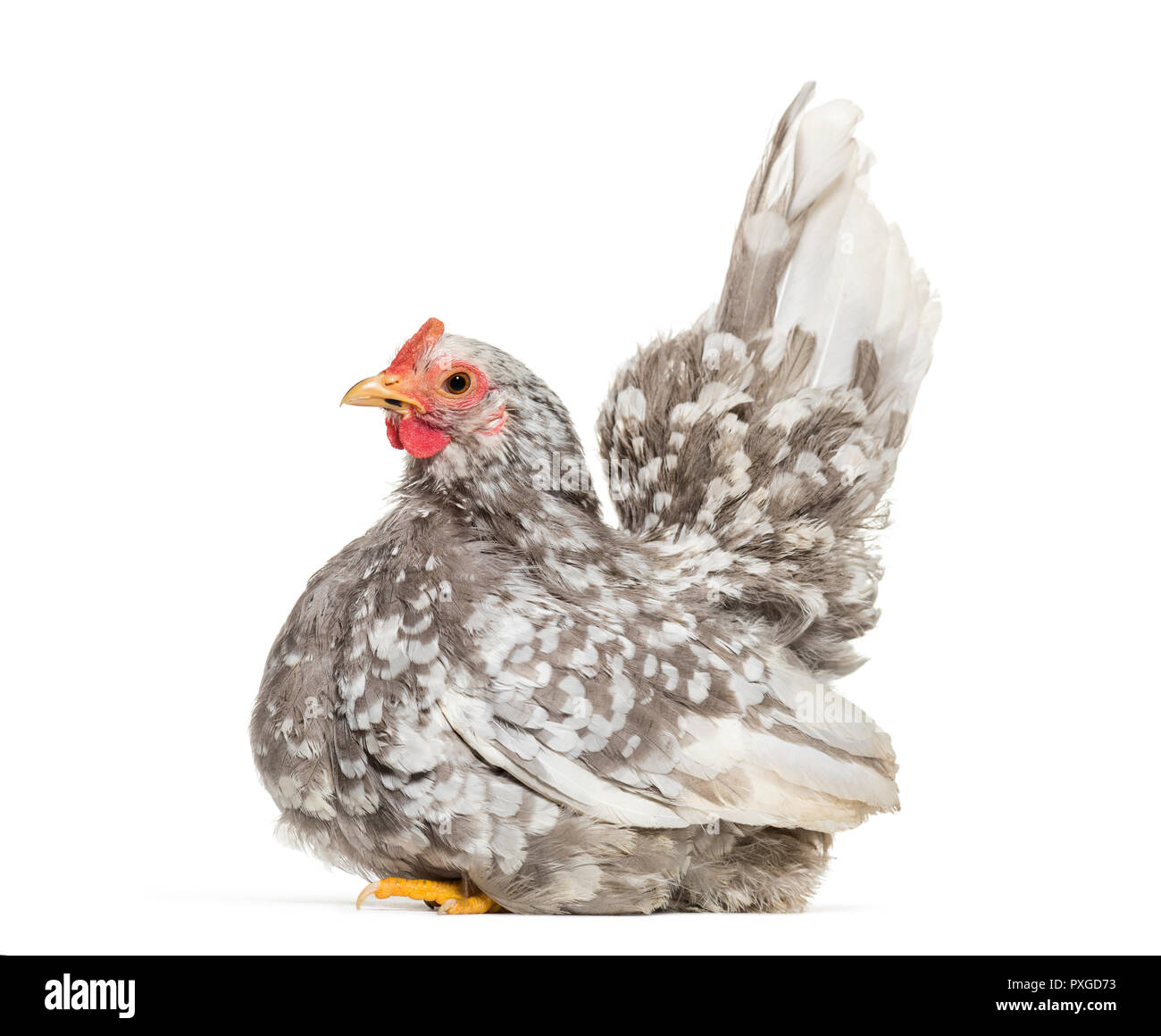 Japanese bantam or Chabo, true bantam breed, sitting against white ...