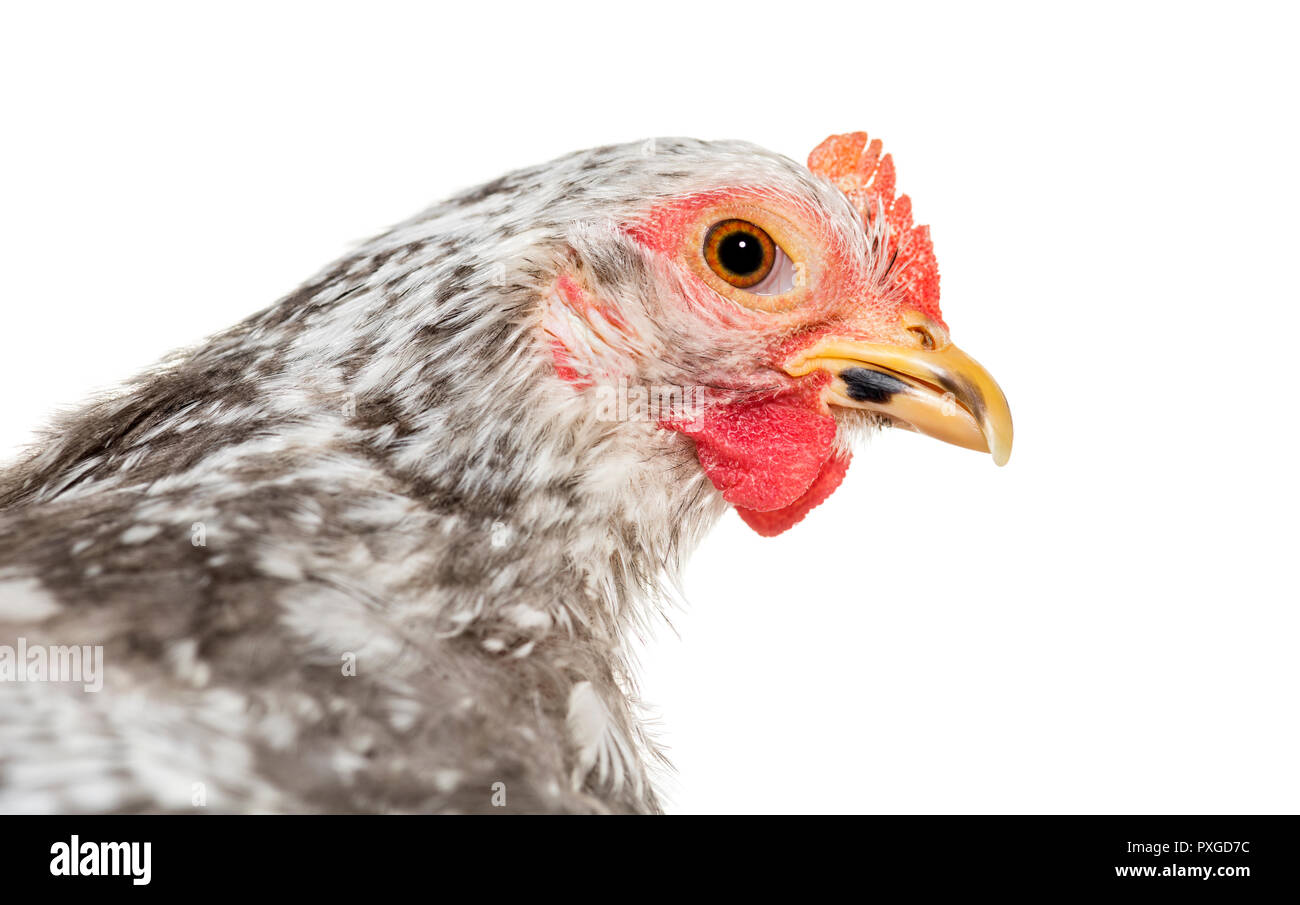 Japanese bantam or Chabo, true bantam breed, close up against white ...