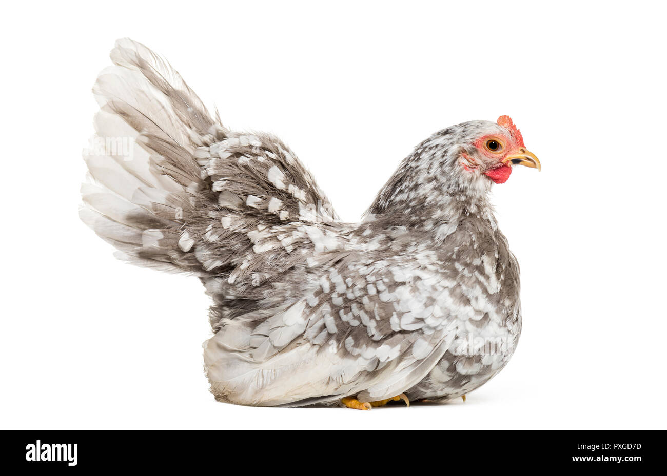 Japanese bantam or Chabo, true bantam breed, sitting against white ...