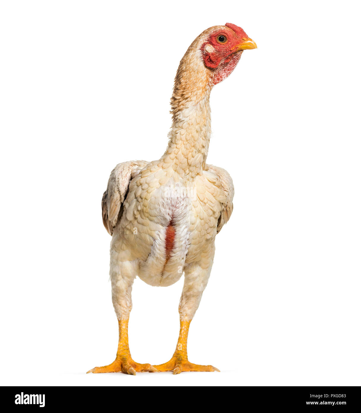 Shamo chicken hi-res stock photography and images - Alamy