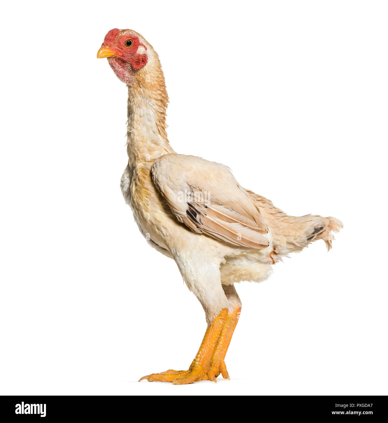 Shamo chicken hi-res stock photography and images - Alamy