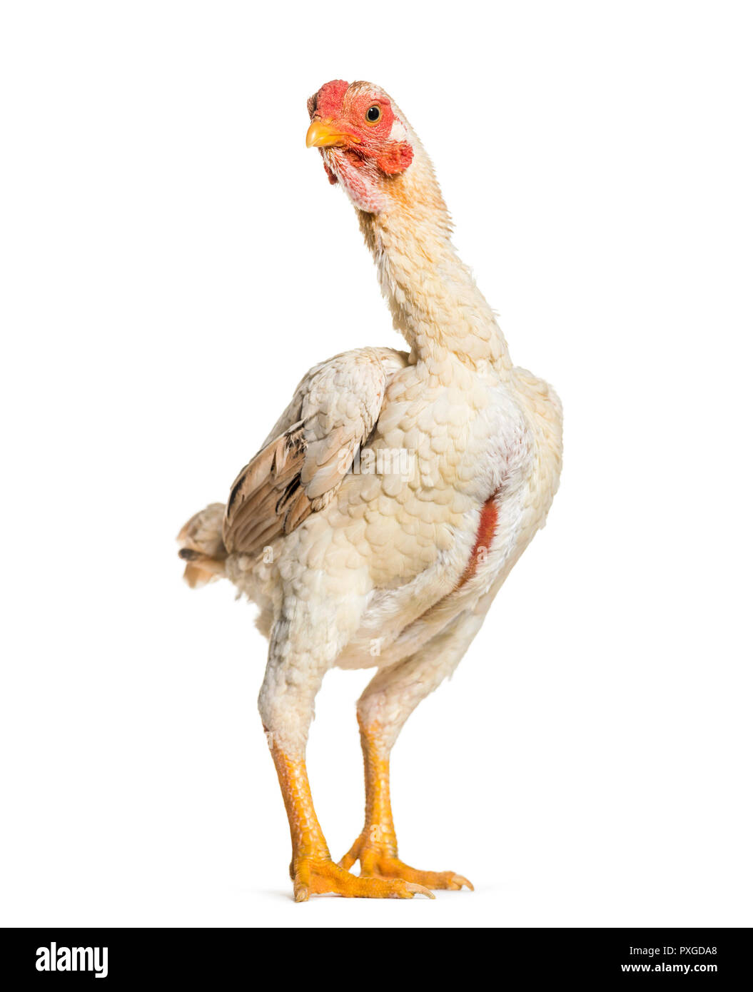 Shamo Shamo also known as gamecocks, standing against white background ...