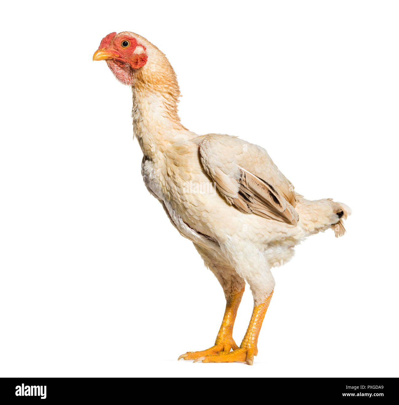 Shamo chicken hi-res stock photography and images - Alamy