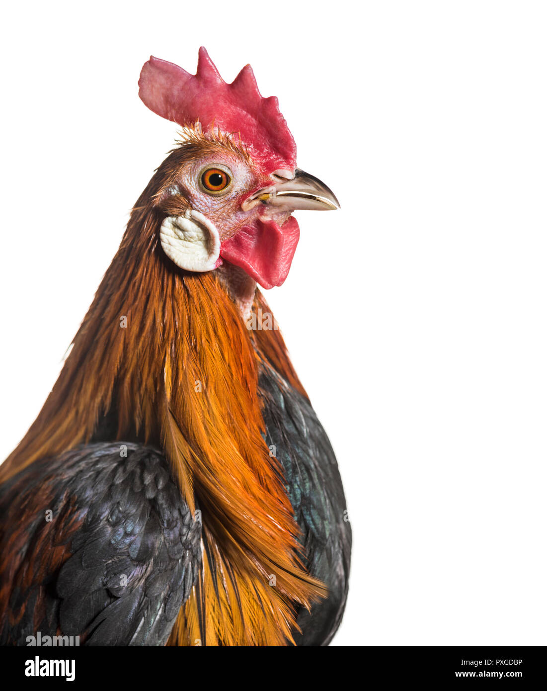 Domestic chicken breed hi-res stock photography and images - Alamy