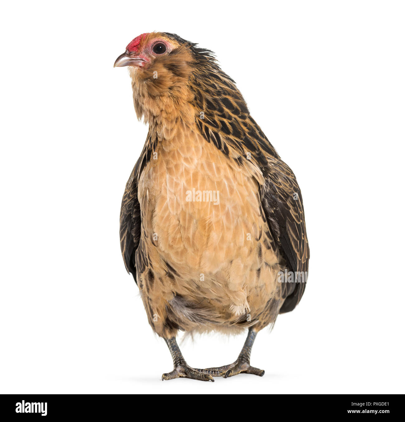 Barbu de Grubbe chicken, standing against white background Stock Photo ...