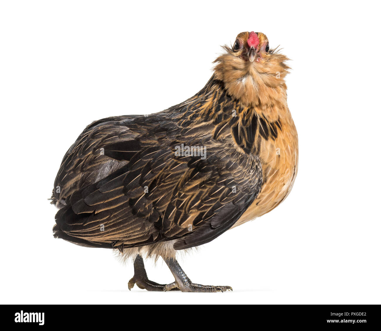 Barbu de Grubbe chicken, standing against white background Stock Photo ...