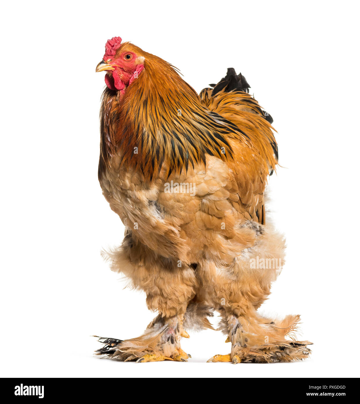 Brahma Rooster standing against white background Stock Photo - Alamy