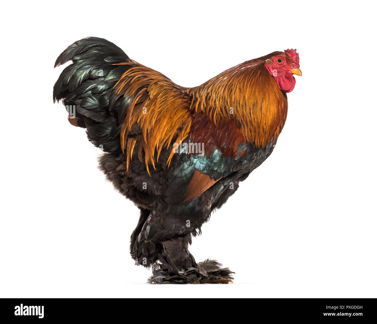 Brahma Rooster, standing against white background Stock Photo - Alamy