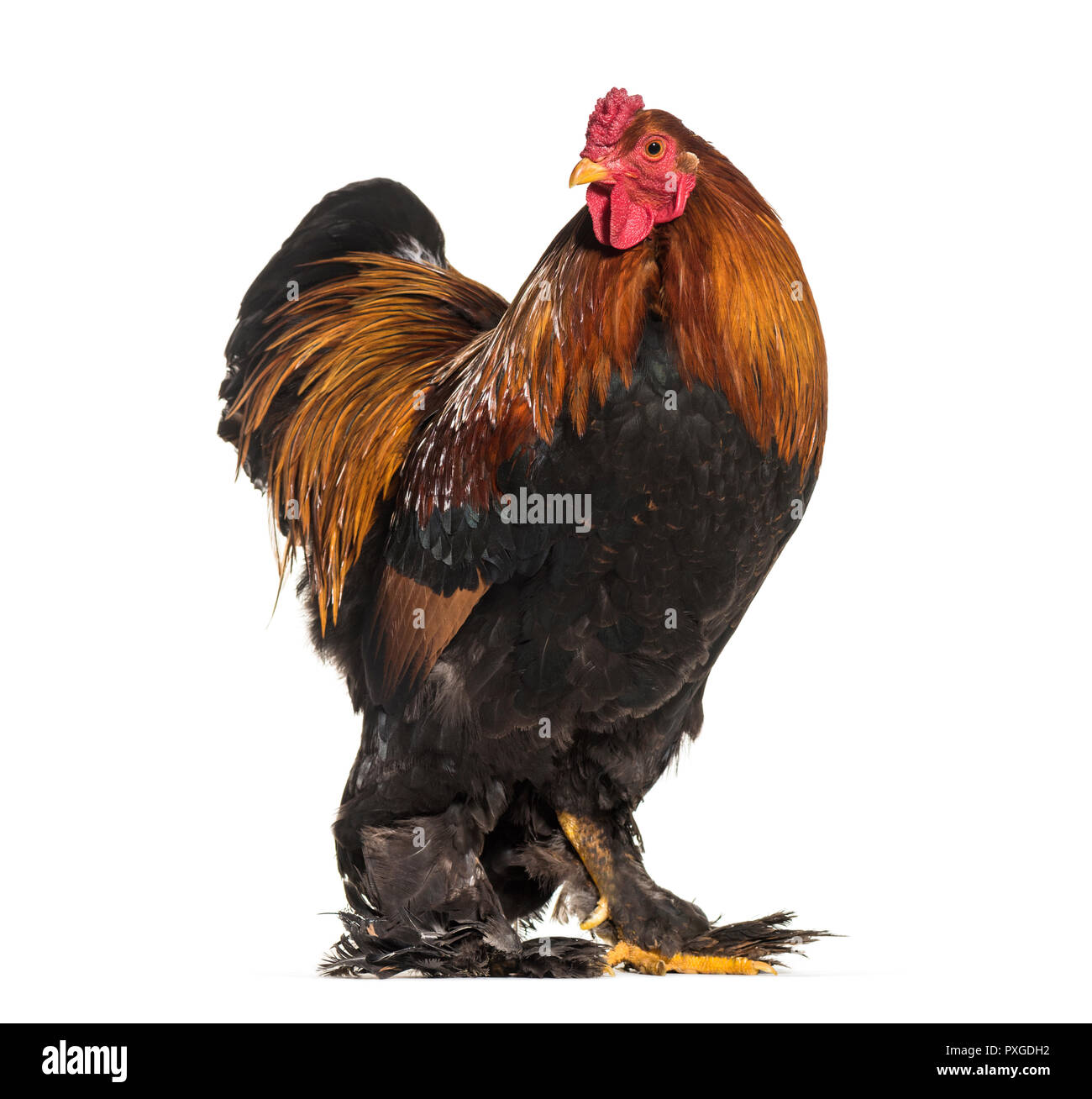 Brahma Rooster, standing against white background Stock Photo - Alamy