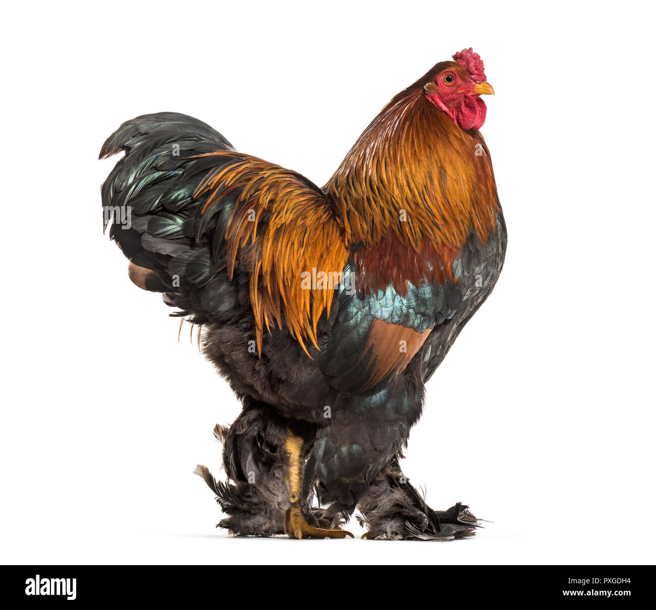 Brahma Rooster, standing against white background Stock Photo - Alamy