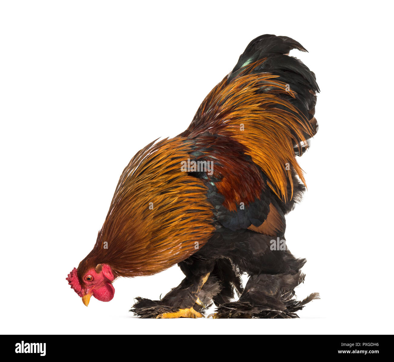 Brahma Rooster, standing against white background Stock Photo - Alamy