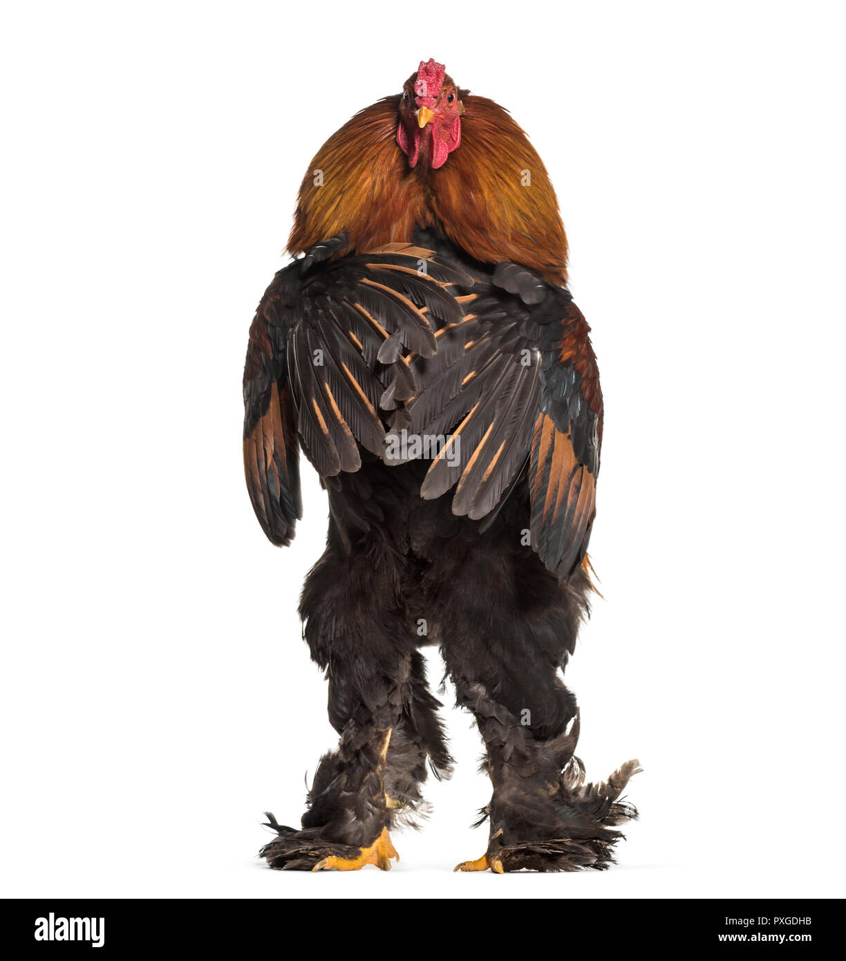 Brahma Rooster, standing against white background Stock Photo - Alamy