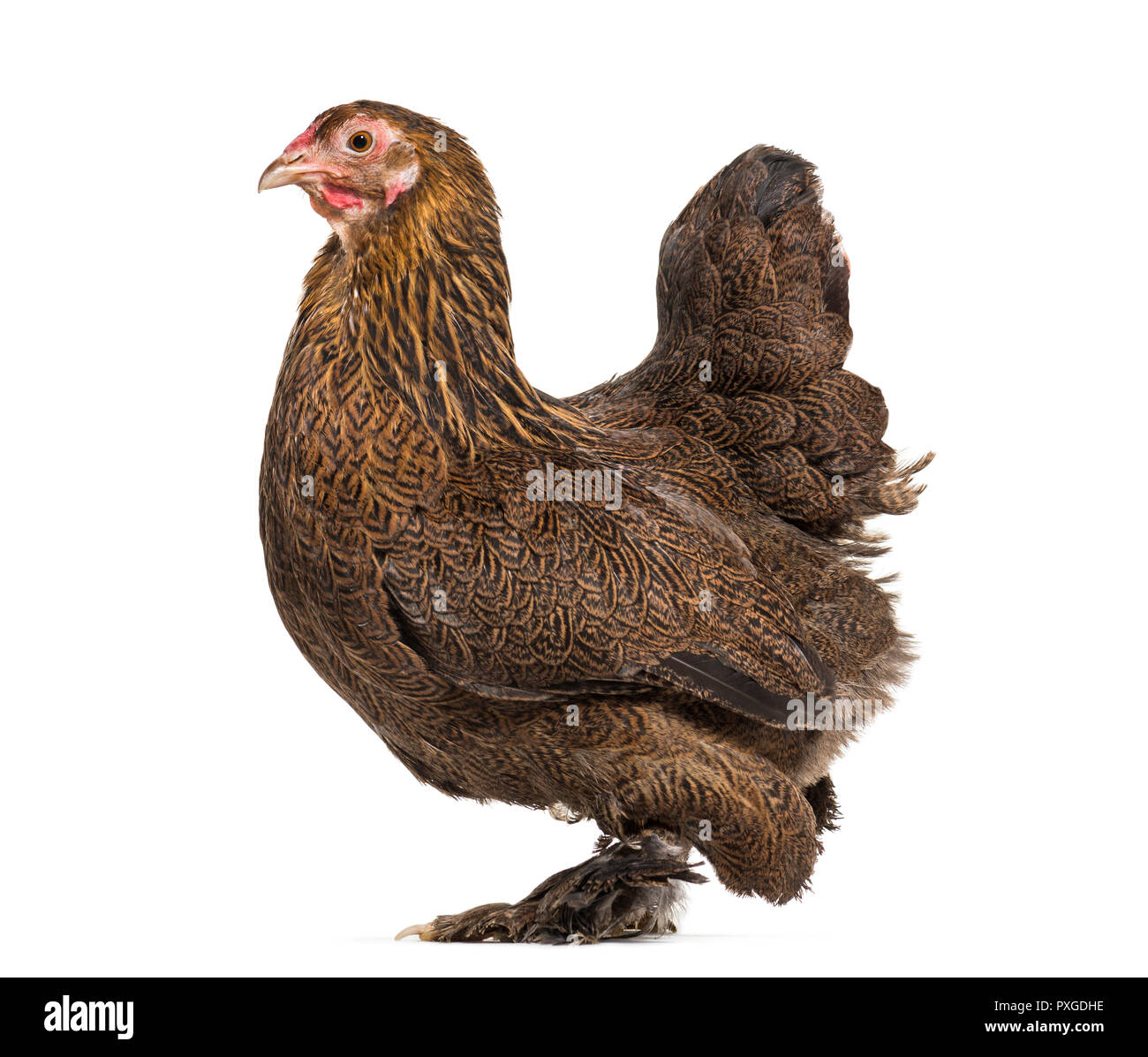 Brahma hen, standing against white background Stock Photo - Alamy