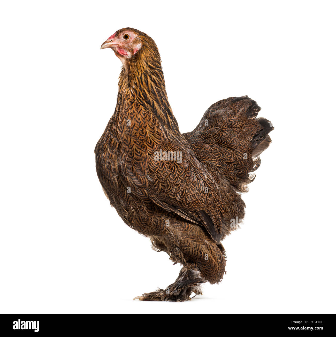 Brahma hen, standing against white background Stock Photo - Alamy