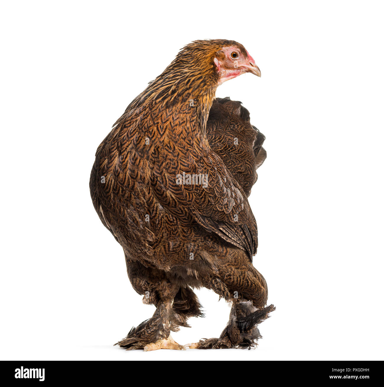 Brahma hen, standing against white background Stock Photo - Alamy