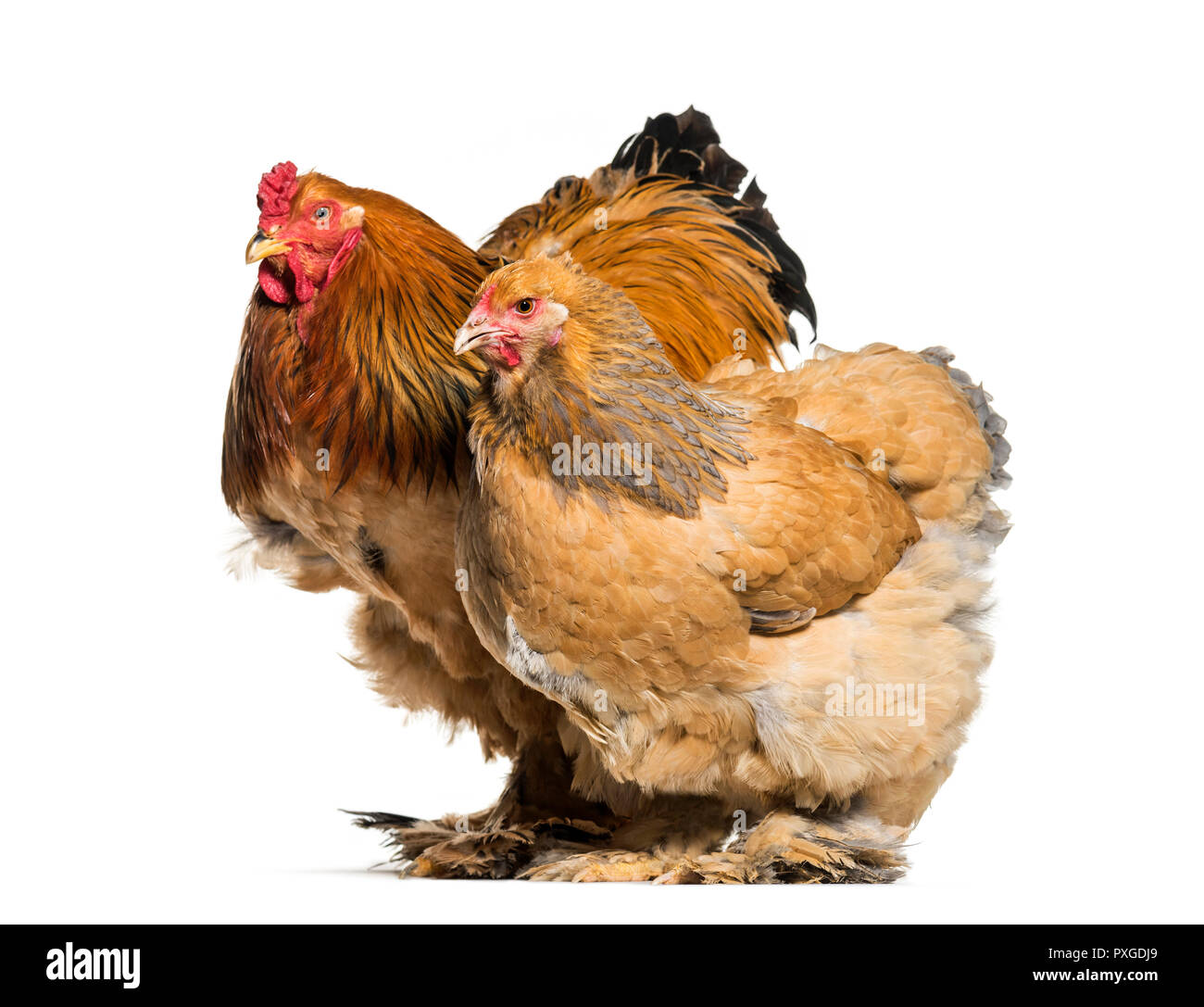 Brahma hen and rooster, standing against white background Stock Photo ...