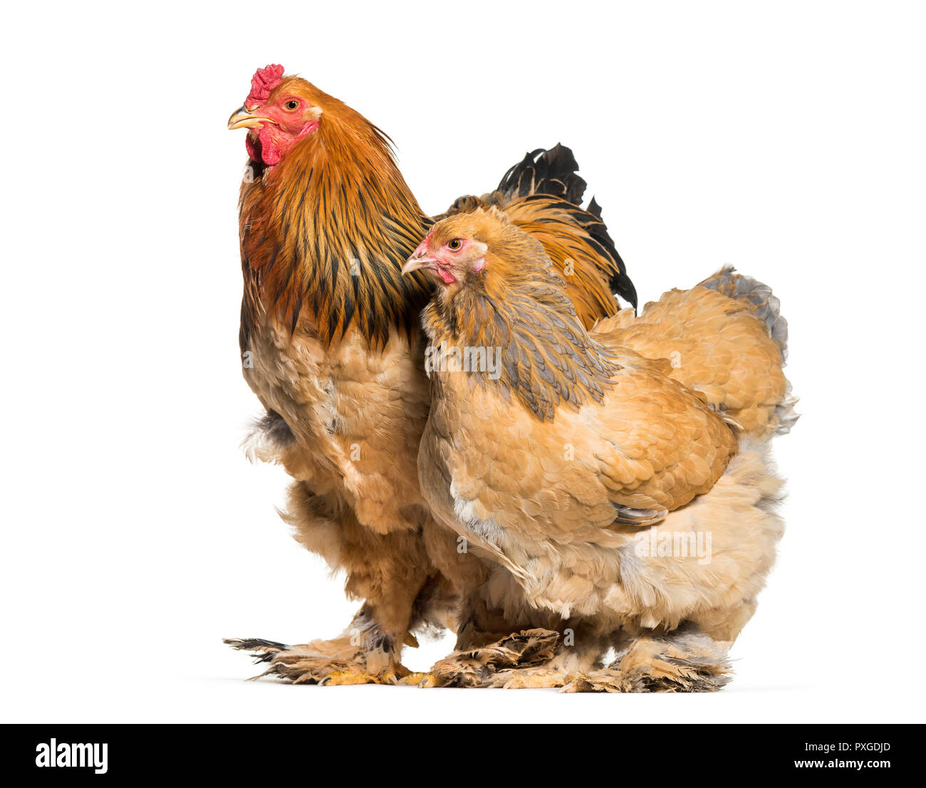 Rooster on hen hi-res stock photography and images - Alamy