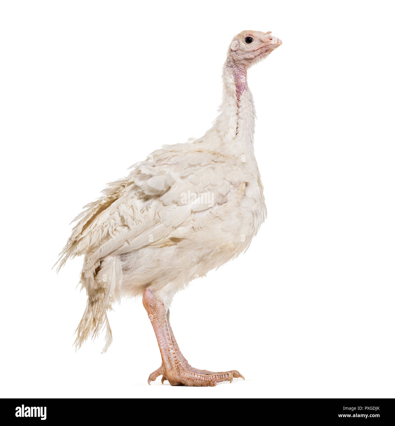 Young Turkey 3 months old, standing against white background Stock ...