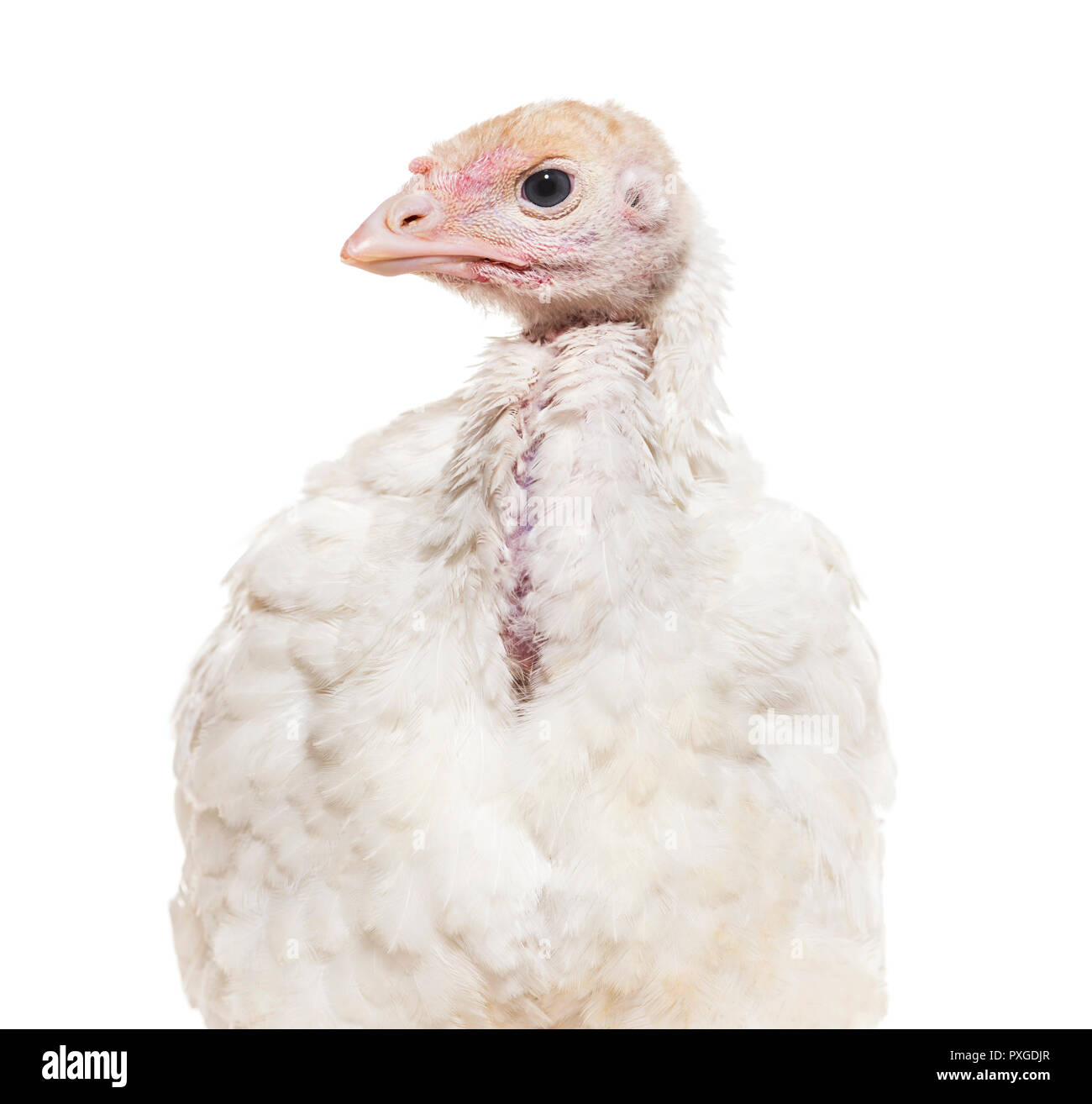 Young Turkey 3 months old, against white background Stock Photo - Alamy