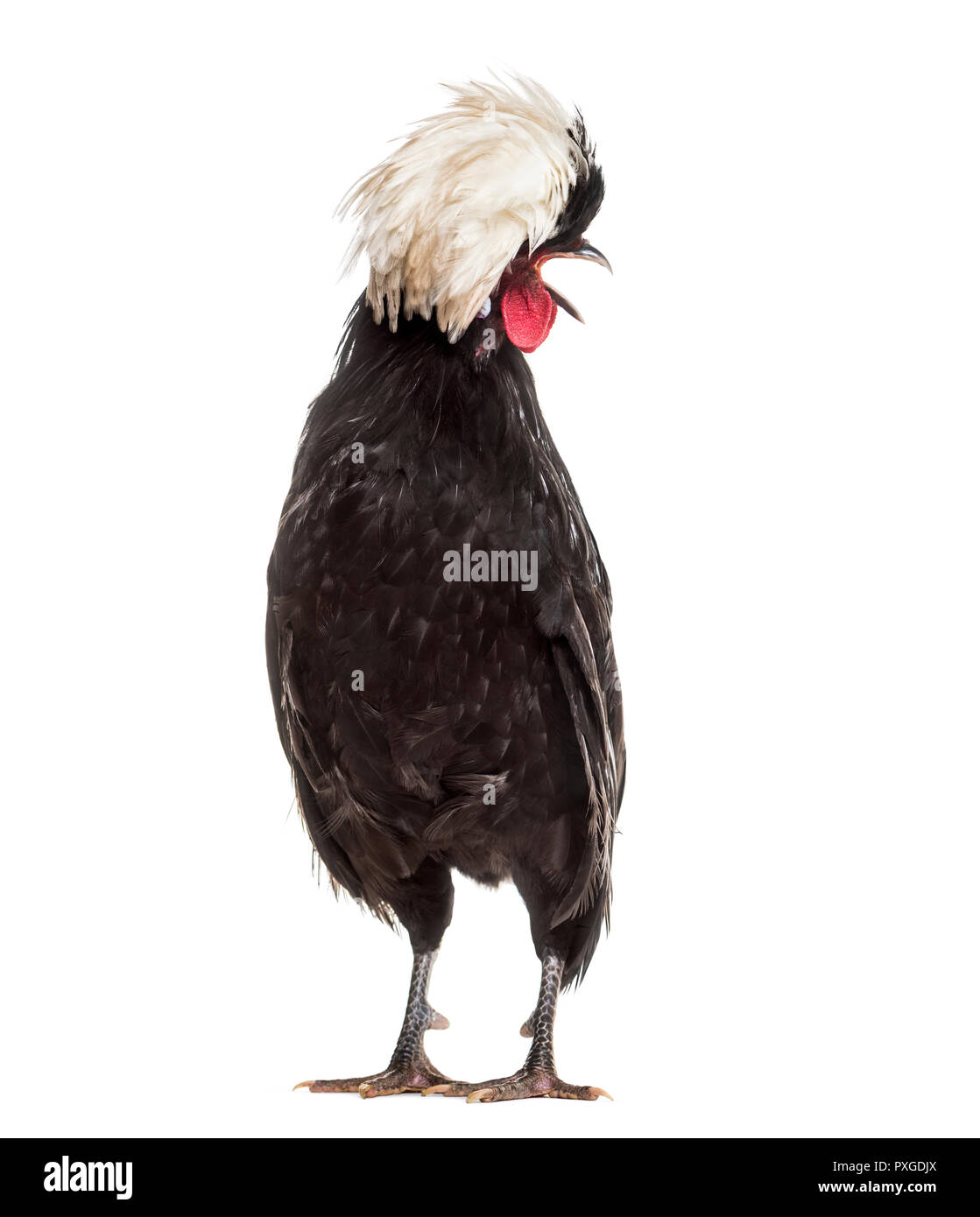 Dutch Rooster against white background, standing against white ...