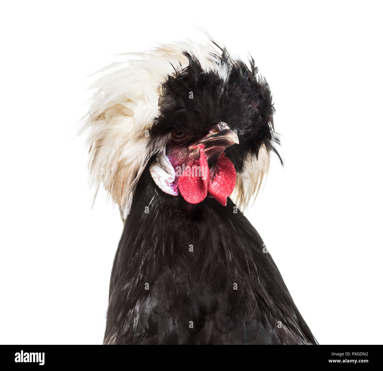 Rooster hi-res stock photography and images - Alamy