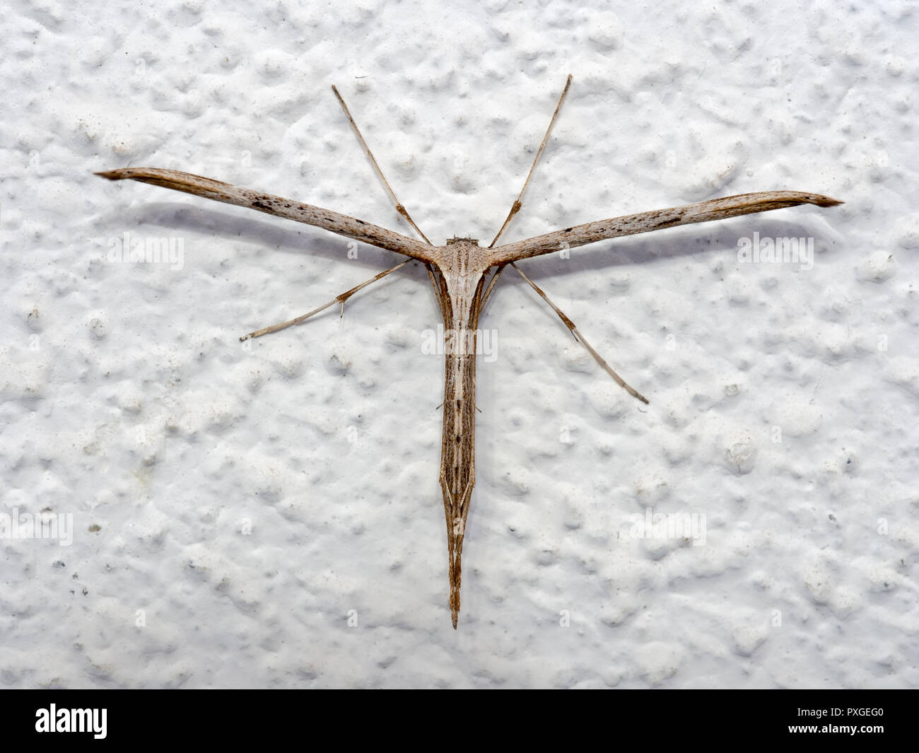 Common Plume Moth, Emmelina monodactyla with rolled wings on wall. AkaT ...