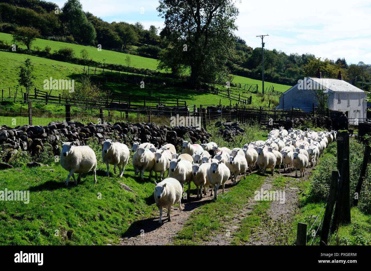 Sheep track hi-res stock photography and images - Alamy