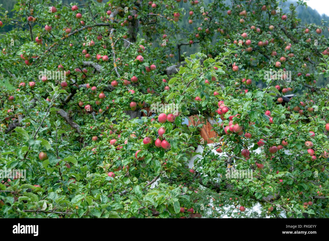 Red apples on the tree with green leaves hi-res stock photography and ...