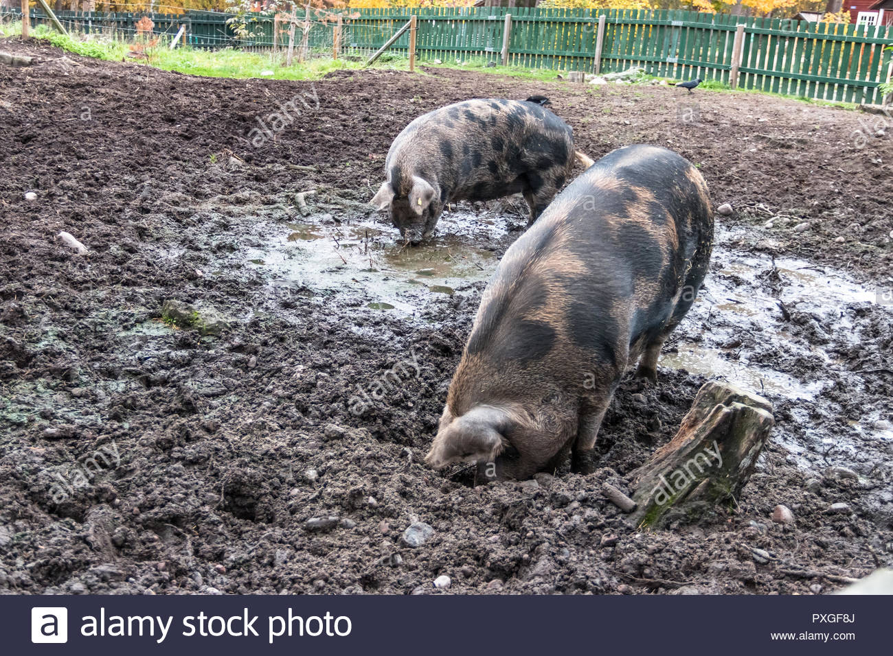 Mud Digging High Resolution Stock Photography and Images - Alamy