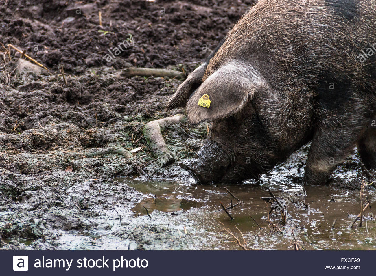 Mud Digging High Resolution Stock Photography and Images - Alamy