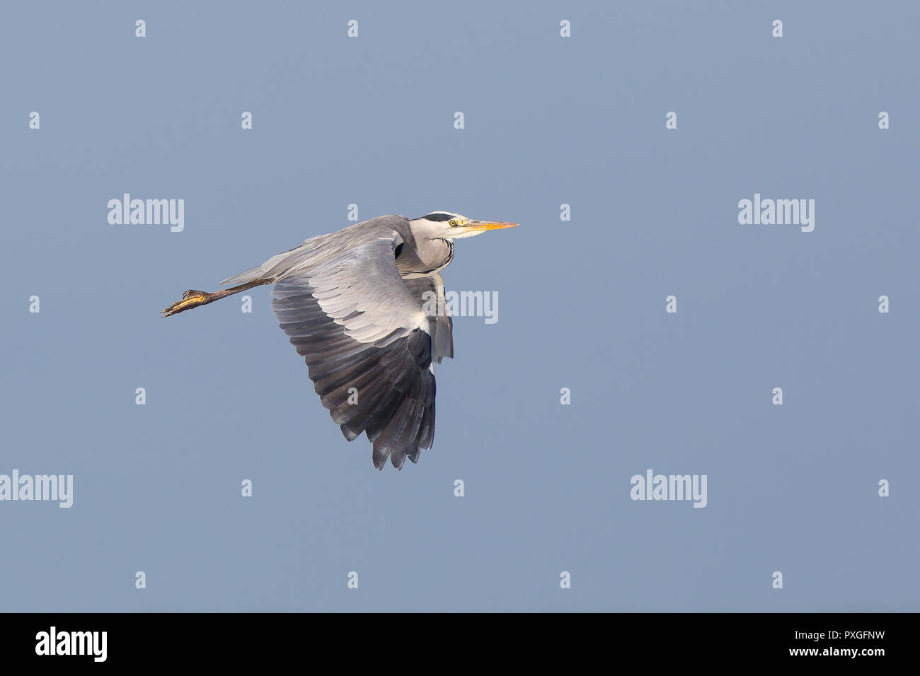 UK grey heron bird (Ardea cinerea) isolated in ascending midair flight ...
