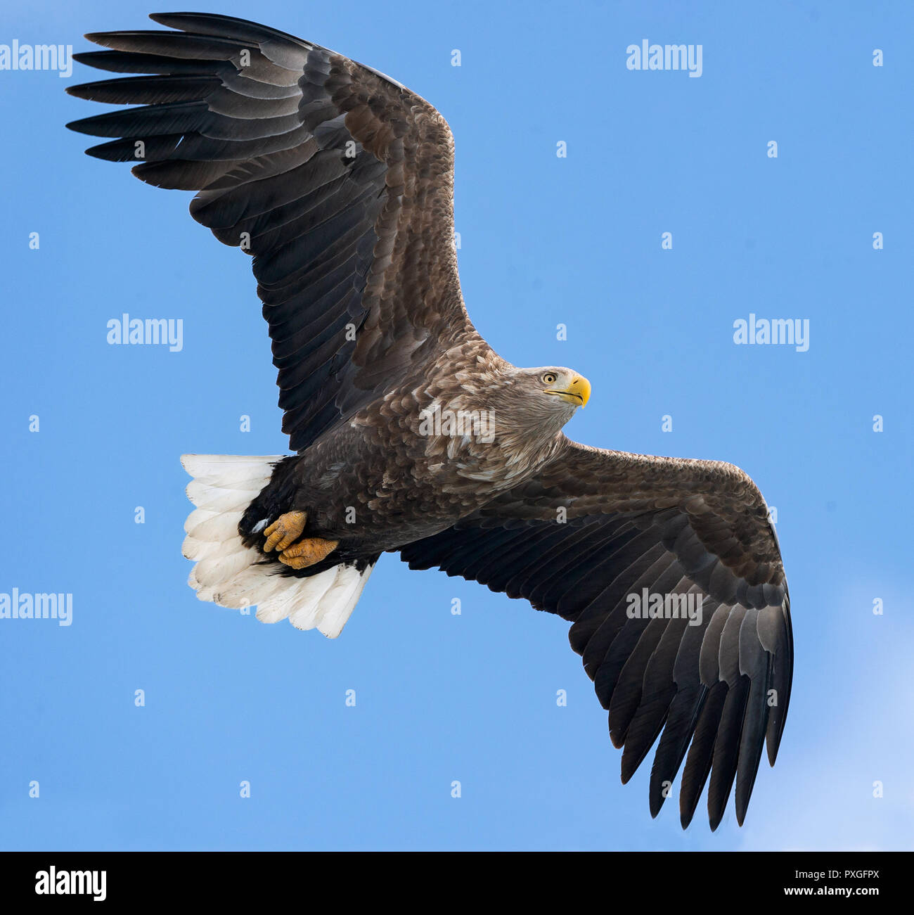 Adult white tailed eagle in flight. Blue sky background. Scientific ...