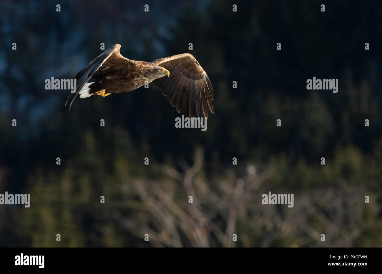 Adult White tailed eagle in flight. Mountain green forest background ...