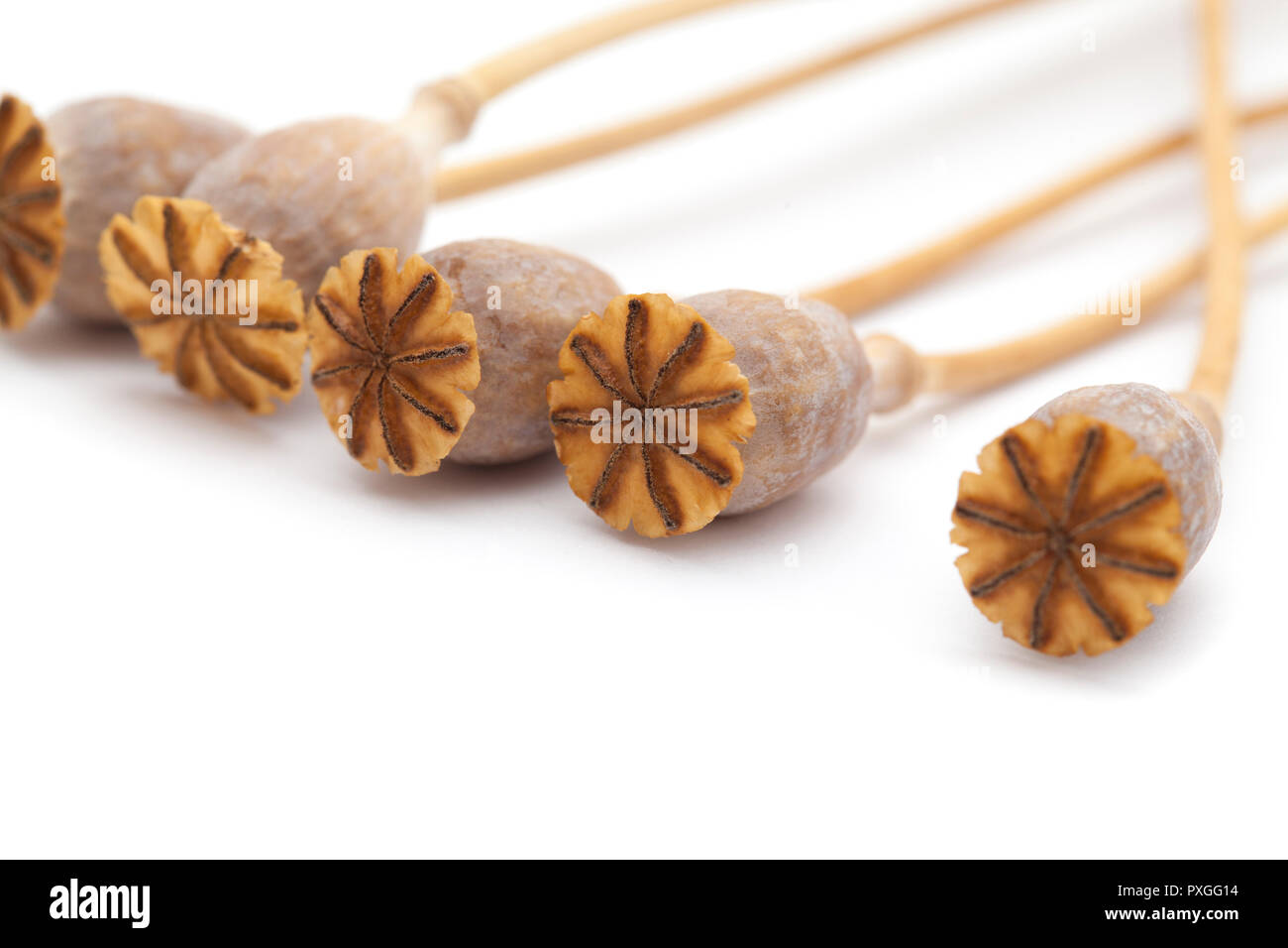 Dried poppy seed pods of breadseed poppy isolated on white background ...