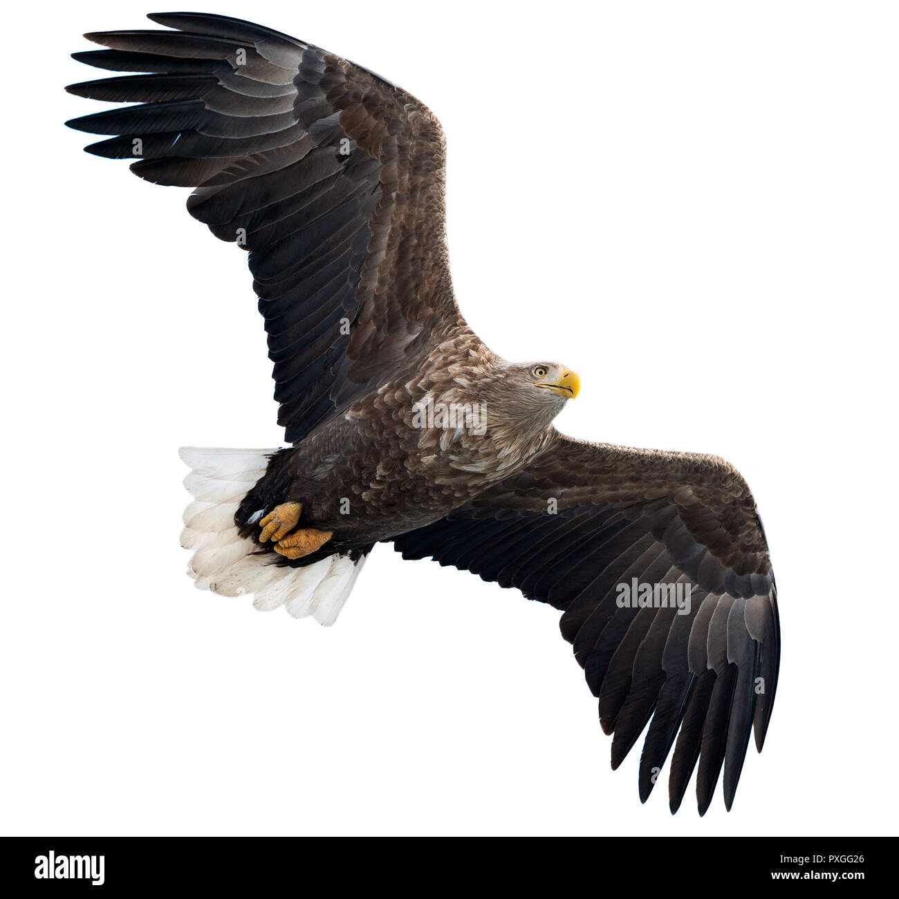 Adult White tailed eagle in flight. Isolated on White background ...