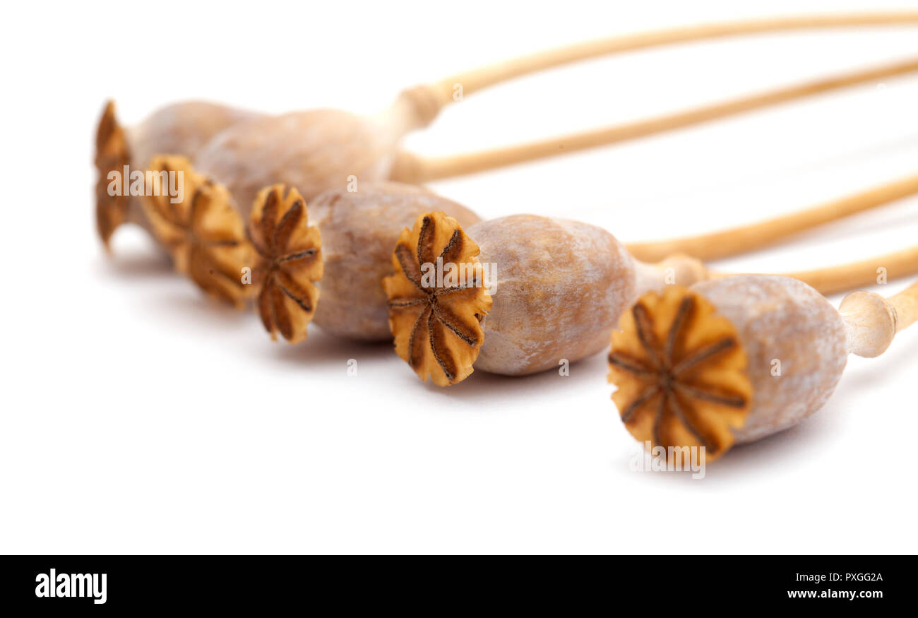 Dried poppy seed pods of breadseed poppy isolated on white background ...