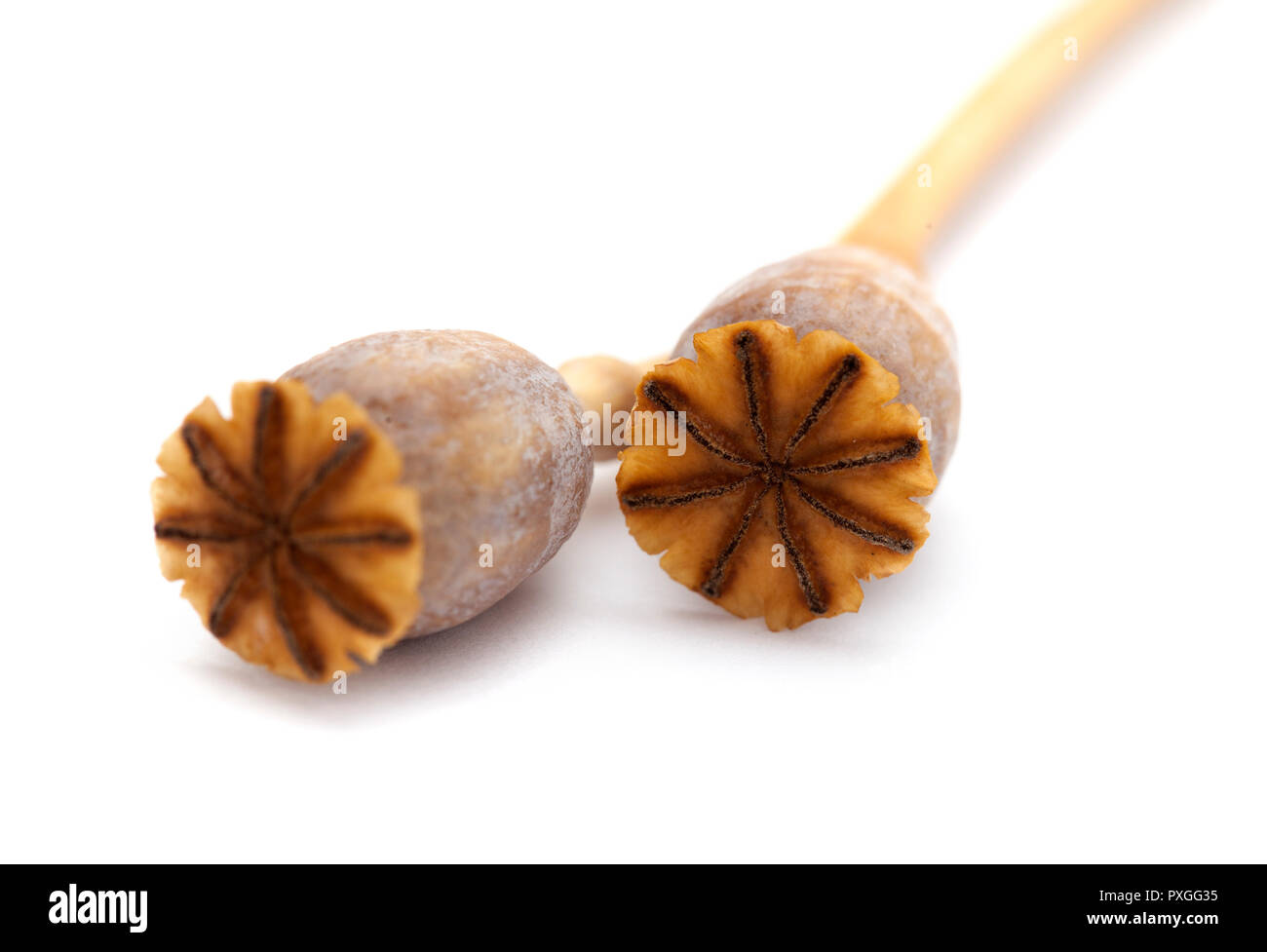 Dried poppy seed pods of breadseed poppy isolated on white background ...