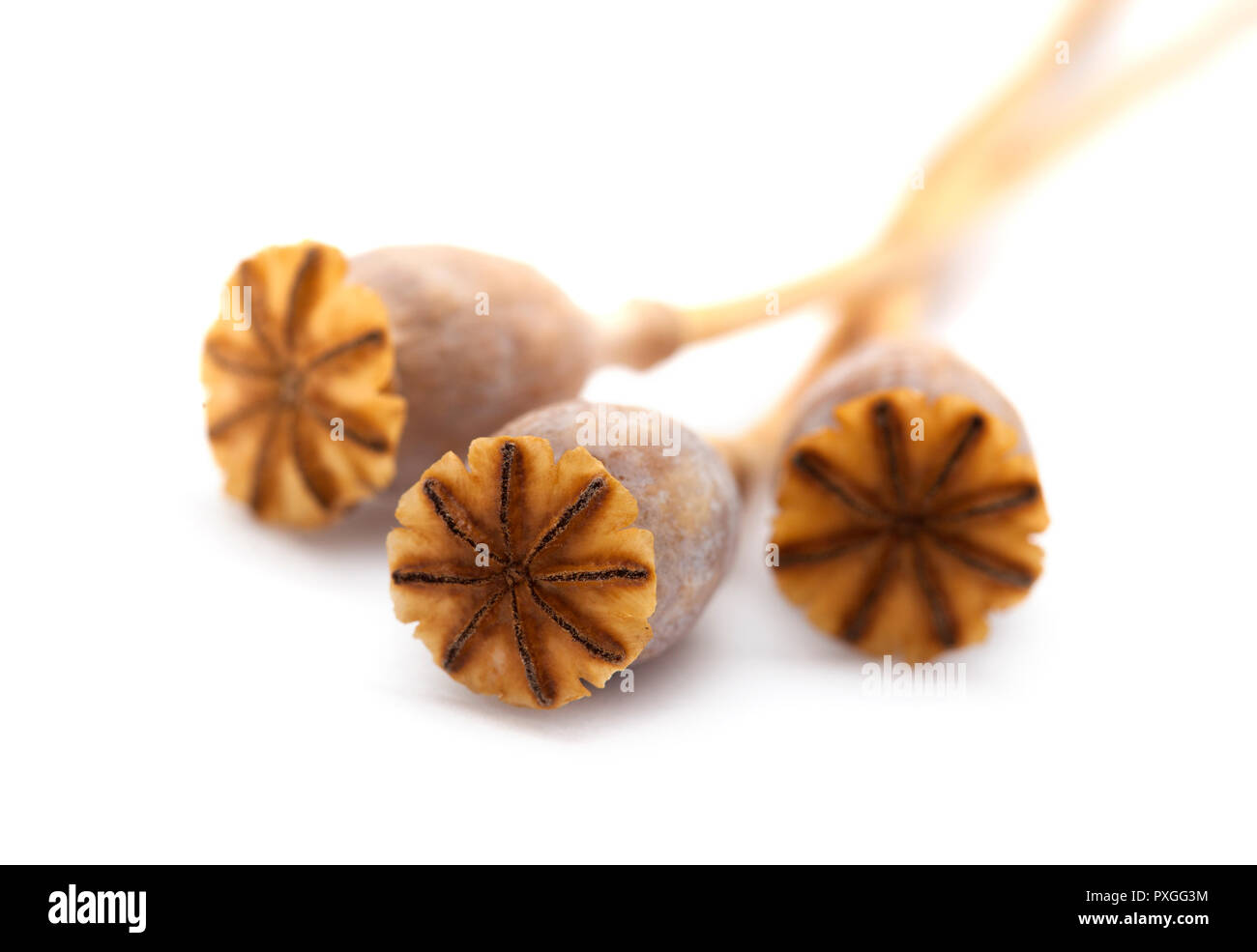 Dried poppy seed pods of breadseed poppy isolated on white background ...