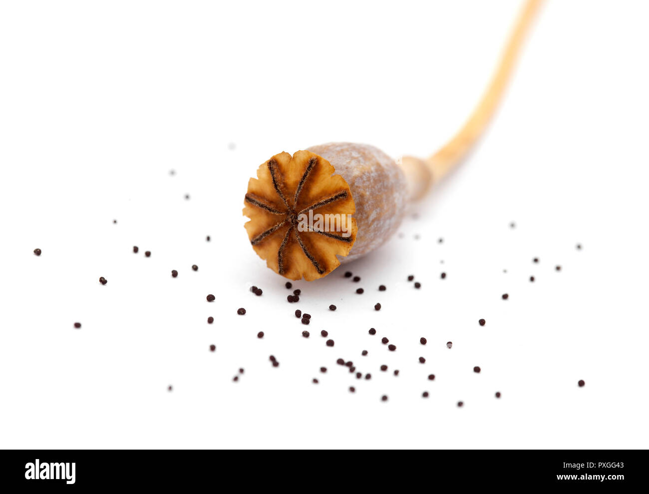 Dried poppy seed pods of breadseed poppy isolated on white background ...