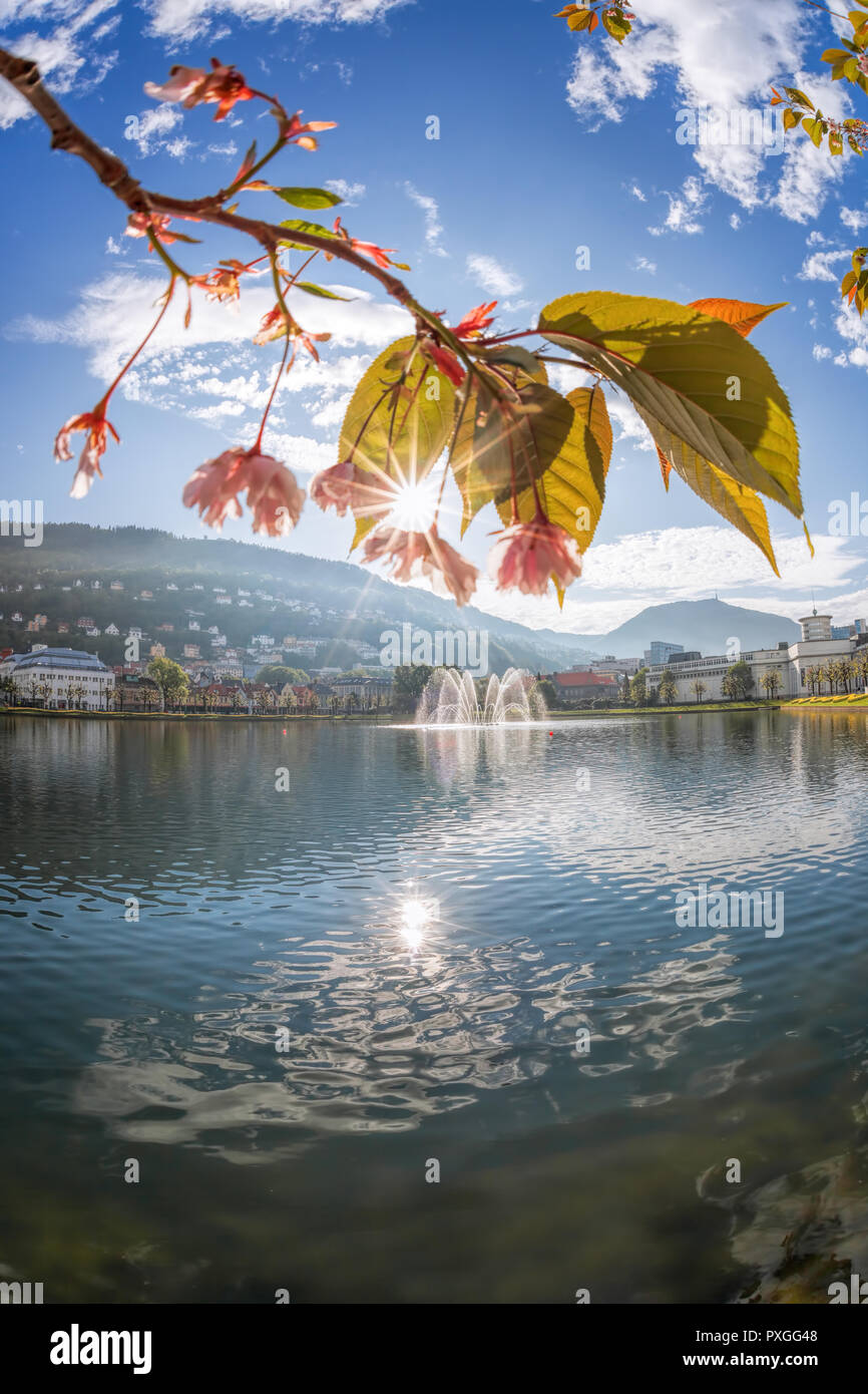 Bergen street blossom hi-res stock photography and images - Alamy