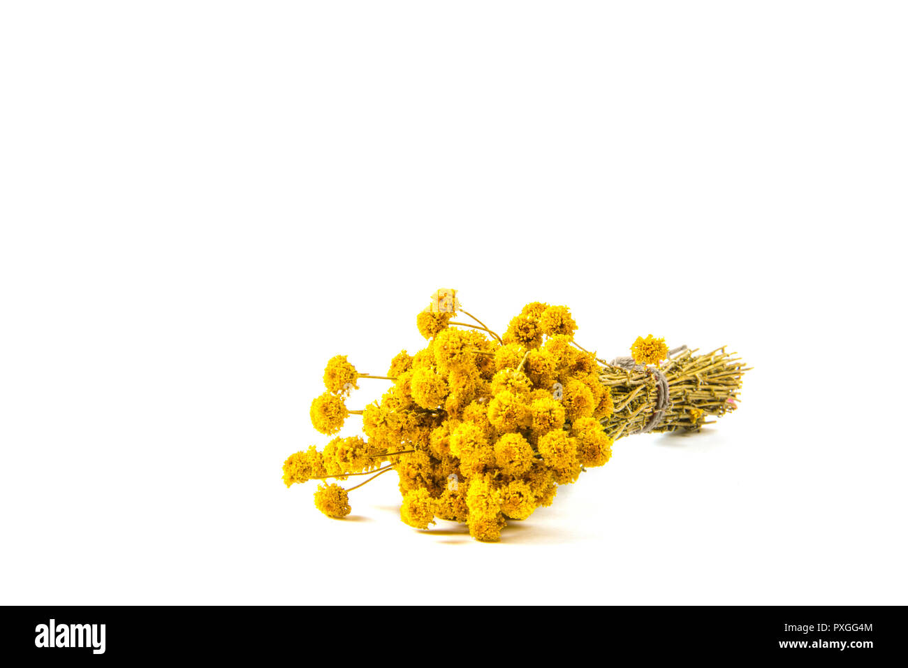 Chamomile tea plant hi-res stock photography and images - Alamy