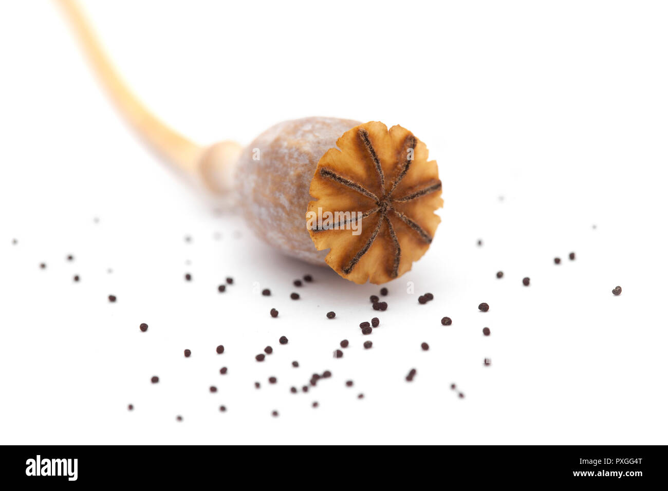 Dried poppy seed pods of breadseed poppy isolated on white background ...