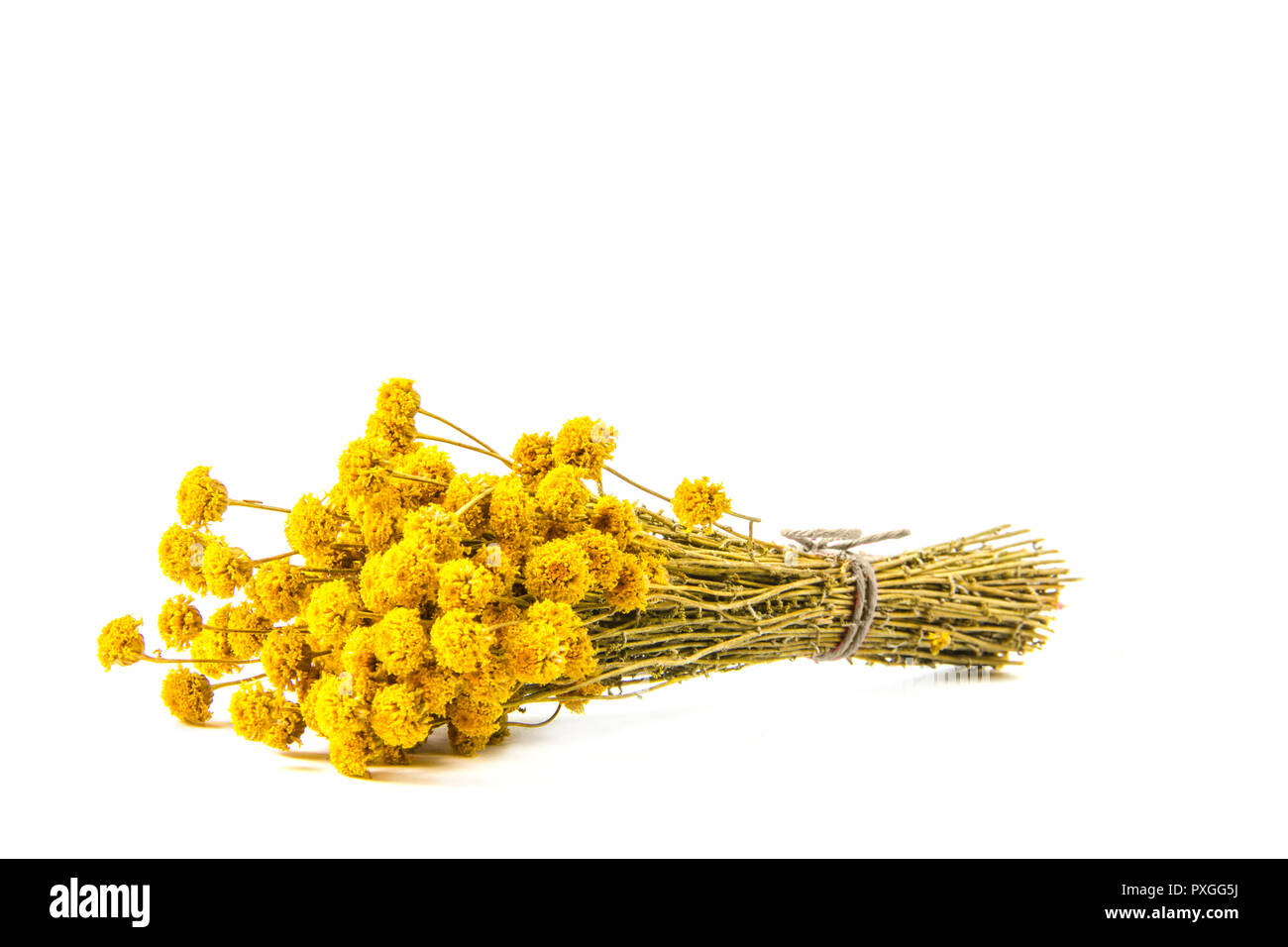 Chamomile tea plant hi-res stock photography and images - Alamy