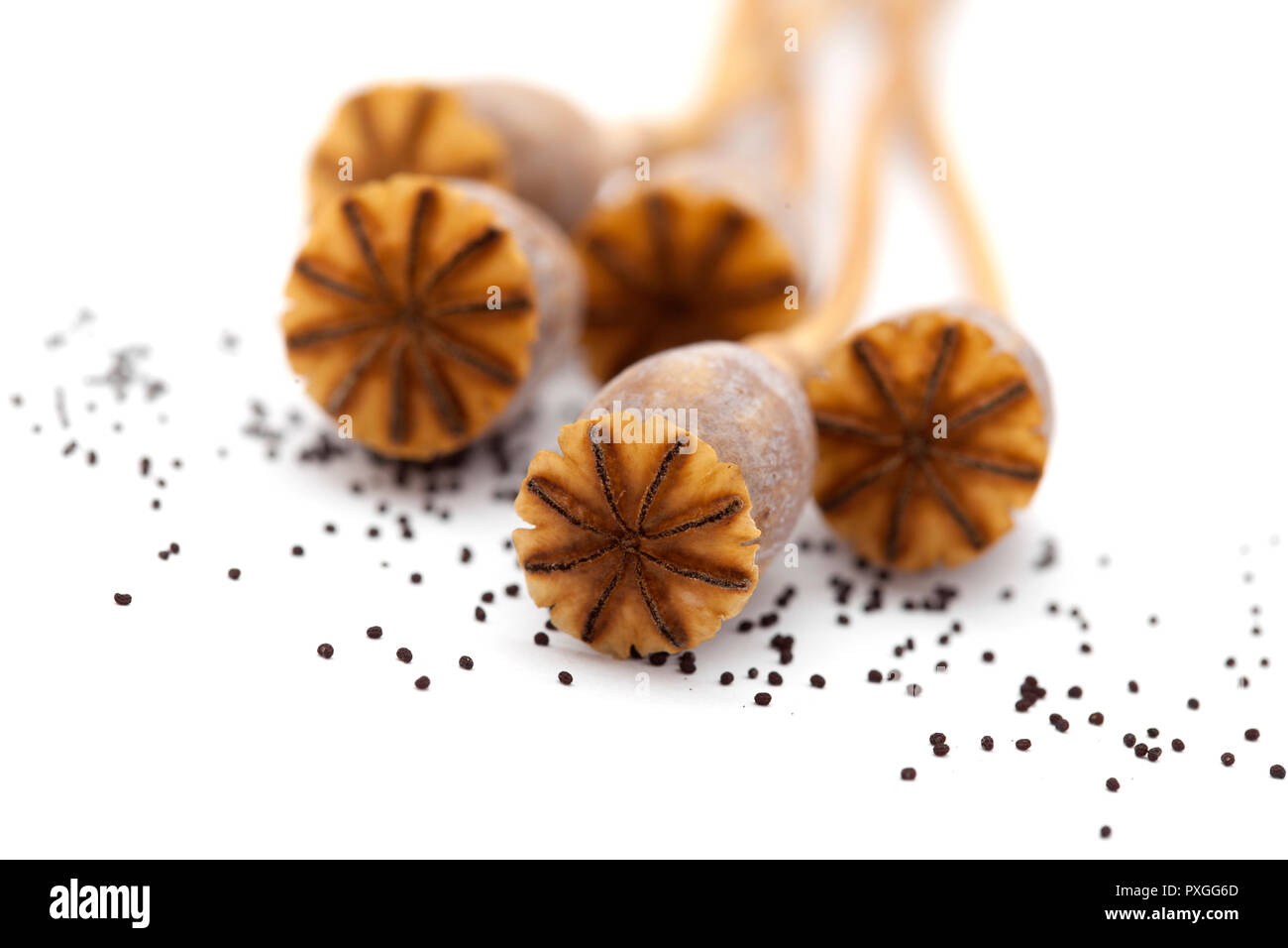 Dried poppy seed pods of breadseed poppy isolated on white background ...