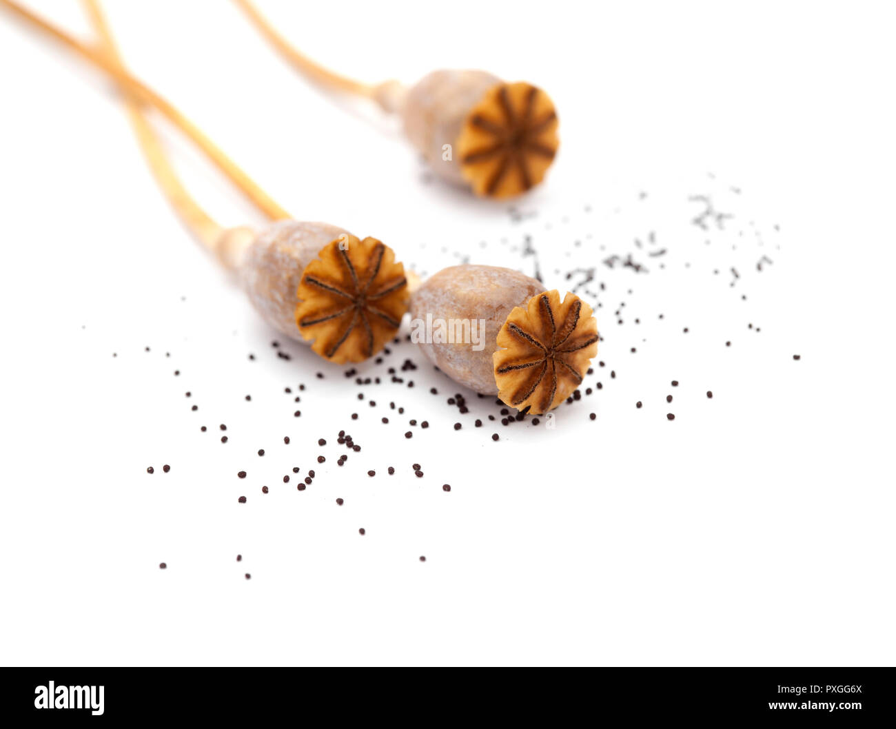 Dried poppy seed pods of breadseed poppy isolated on white background ...