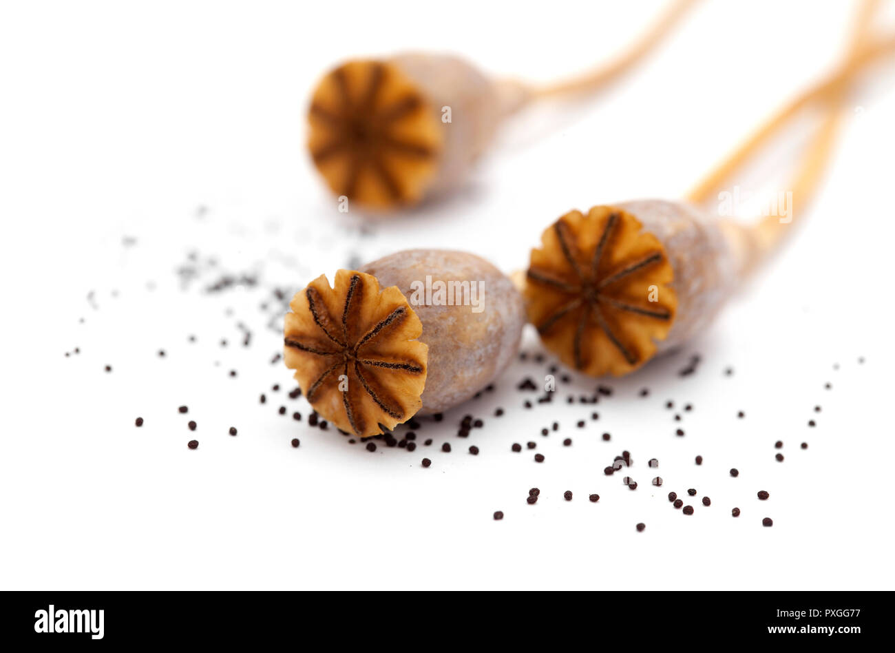 Dried poppy seed pods of breadseed poppy isolated on white background ...