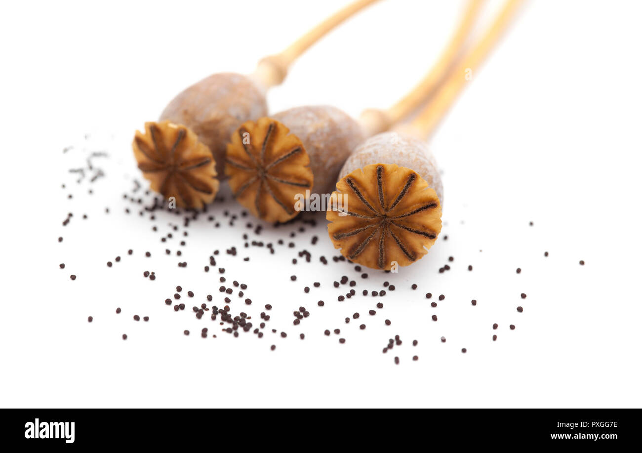 Dried poppy seed pods of breadseed poppy isolated on white background ...