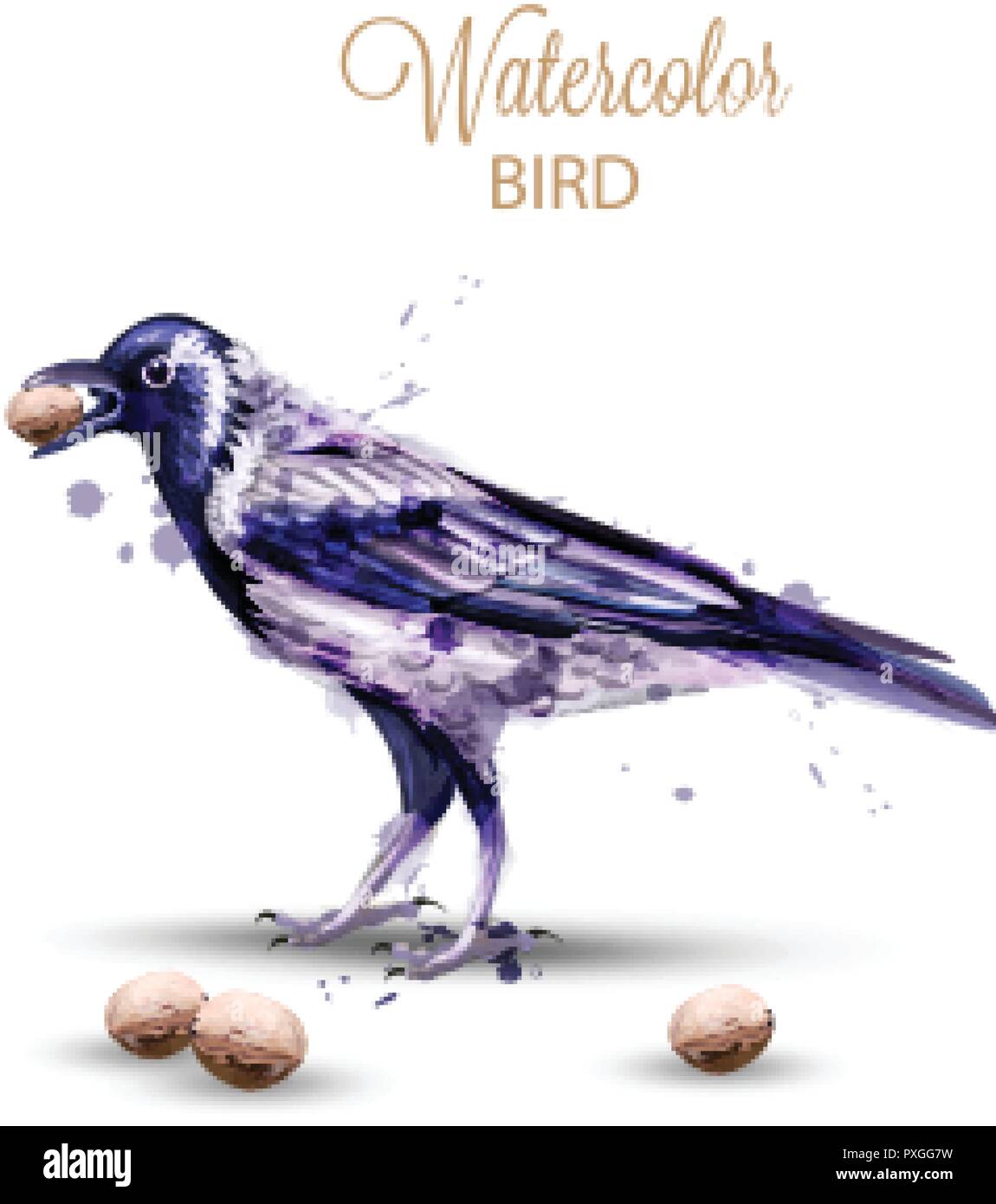 Crow with a nut watercolor Vector. Fall season isolated bird on white ...