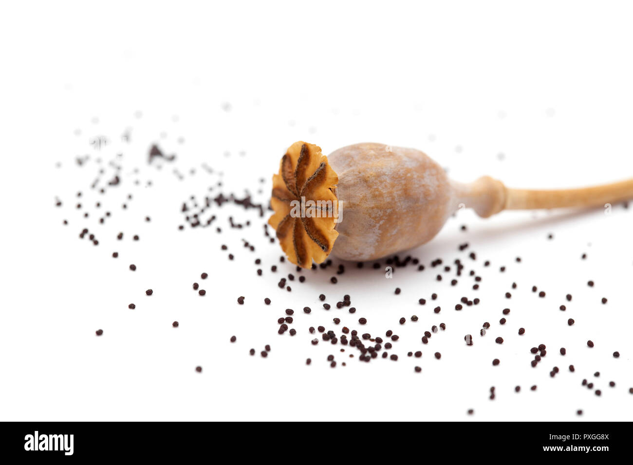 Dried poppy seed pods of breadseed poppy isolated on white background ...